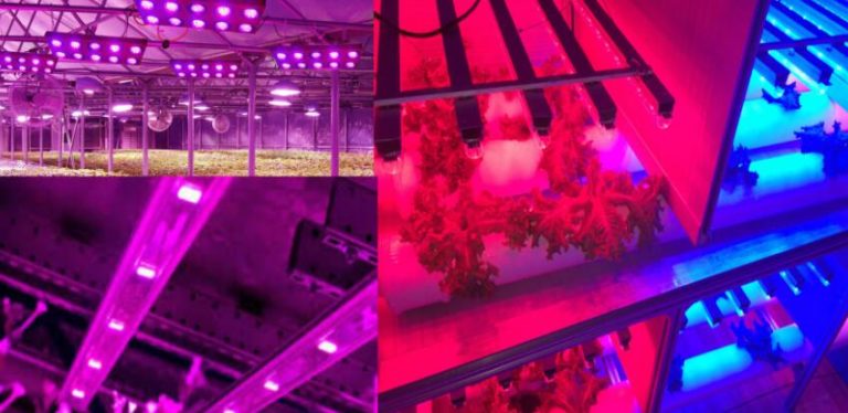 Horticultural lighting industry will be a new LED lighting industry ...